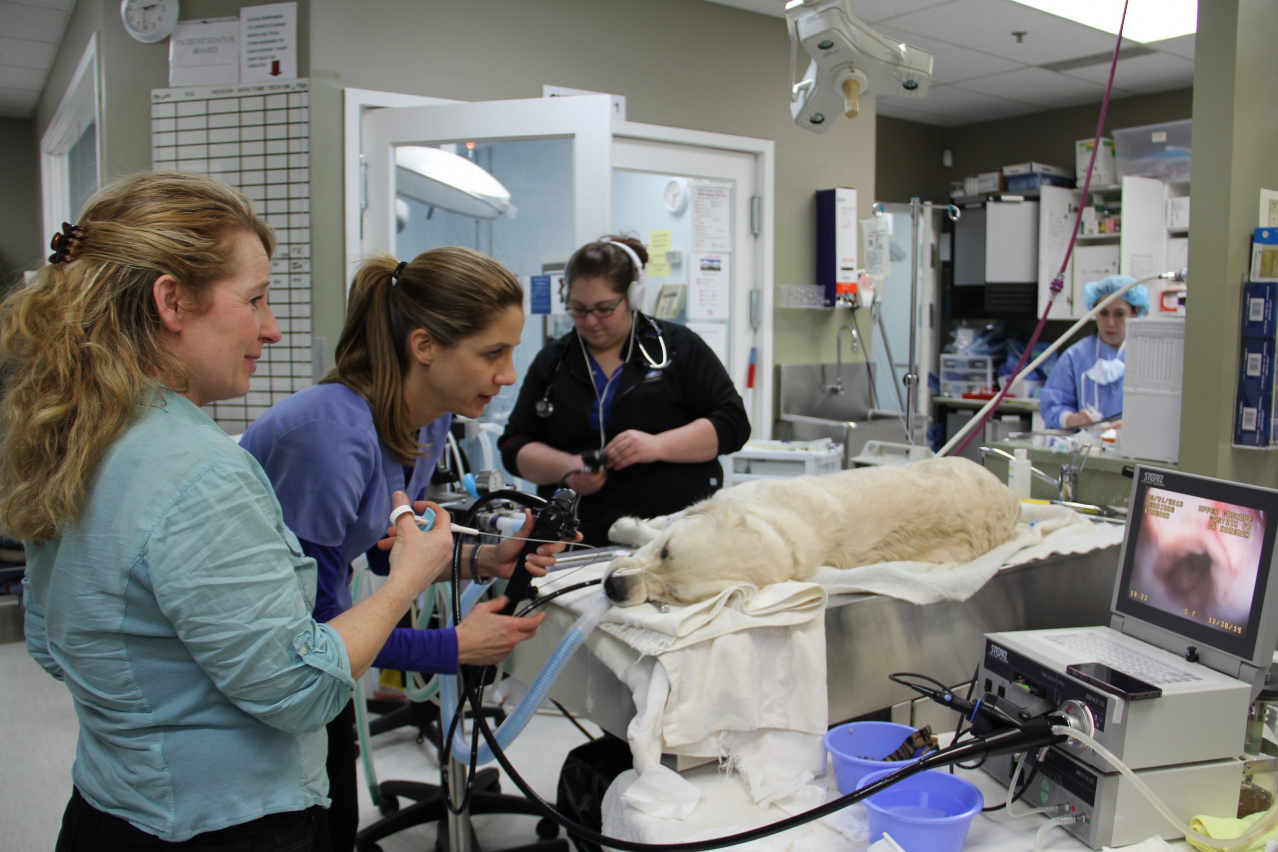 Allies in Internal Medicine | Mobile Veterinary Internal Medicine Services